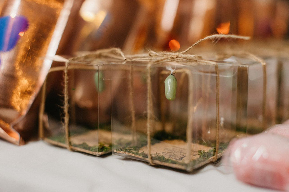 3 Reasons Butterfly Chrysalis Boxes Are A Unique and Meaningful Gift ...