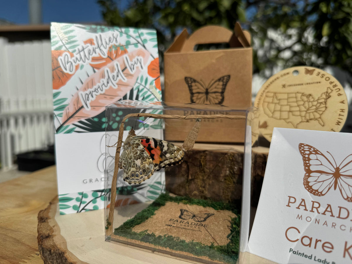 Classic Live Butterfly Chrysalis Box – Paradise Monarchs