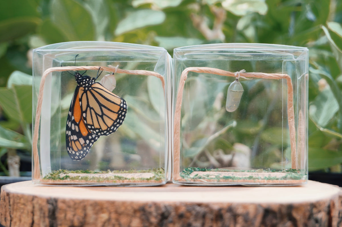 Classic Live Butterfly Chrysalis Box – Paradise Monarchs
